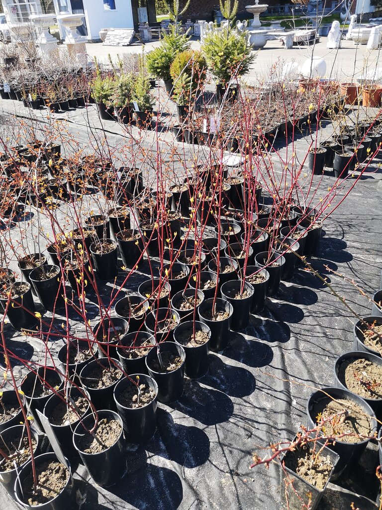 Taş ürünler ve yapılar Sady Mira, Saint‑Petersburg ve Leningradskaya oblastı, foto