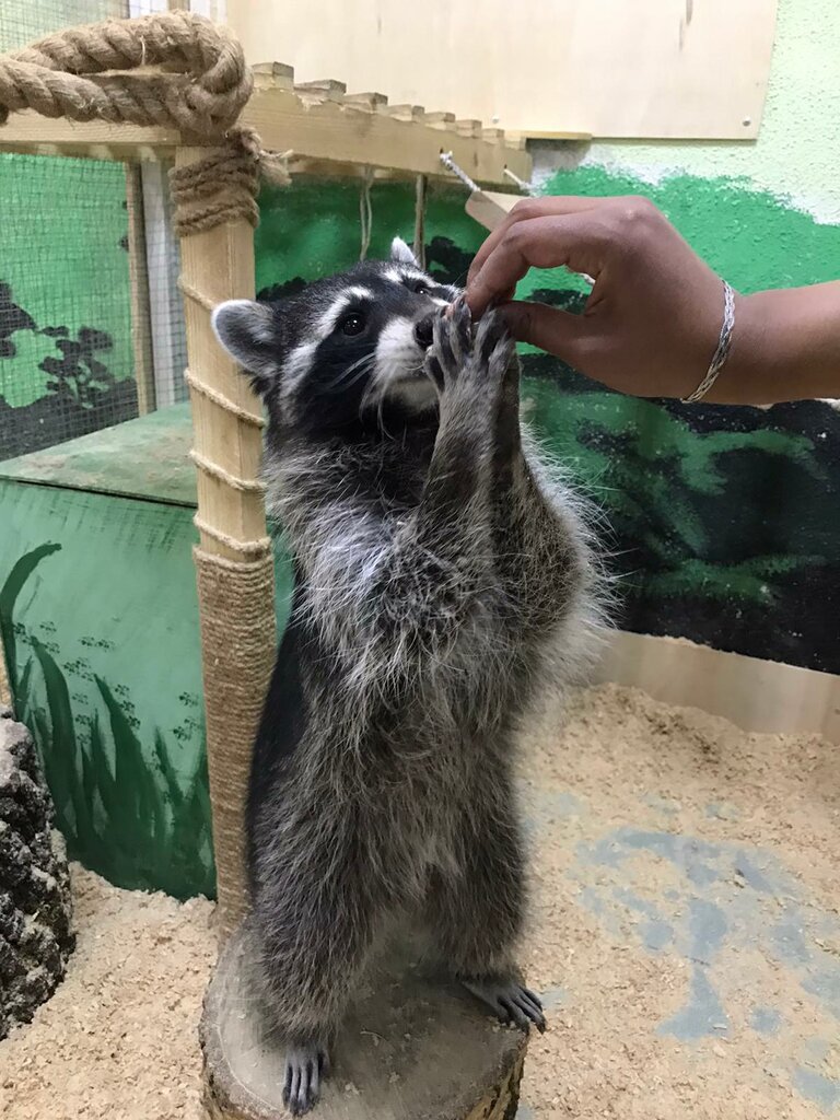 Hayvanat bahçeleri Контактный зоопарк, Lida, foto