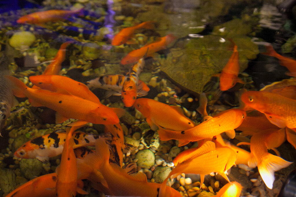 Akvaryumlar AquaInterio, Saint‑Petersburg, foto