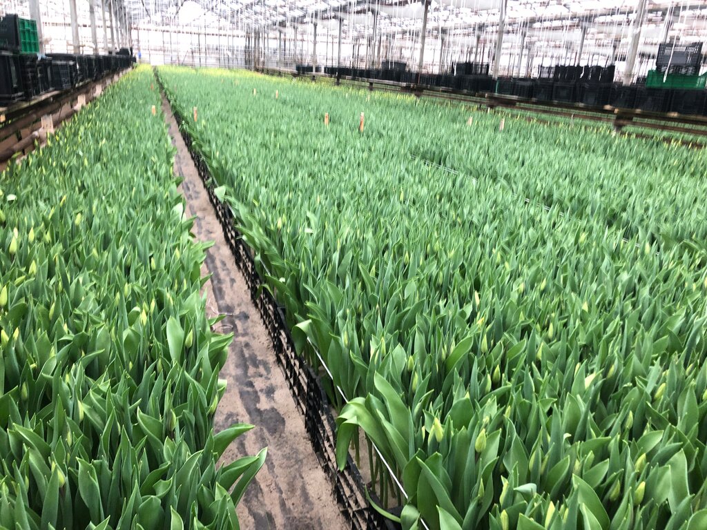 Seracılık Теплица-тюльпанов.рф, Moskova ve Moskovskaya oblastı, foto