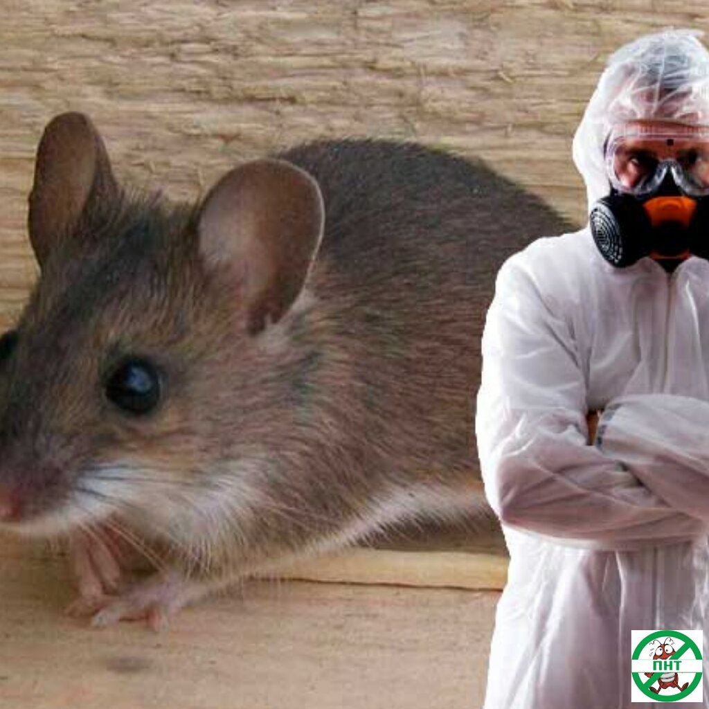 Haşere ilaçlama firmaları Sesmoscow, Moskova, foto