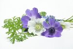 Fiori e Pensieri (Abruzzo, L'Aquila, Via A. Manzoni, 5), çiçek teslimatı  L'Aquila'dan