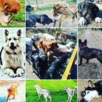 All Breeds - Centro Cinofilo (Via della Vigna No:70, Bolzano, la città di Bolzano), evcil hayvan yetiştiricileri  Trentino‑Alto Adige'den