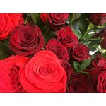 Blumen Heid (Bavaria, Fürth, Erlanger Straße, 95), çiçek teslimatı  Furth'tan