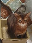 Clean cat (1st Kuryanovsky Drive No:12с1), evcil hayvanlar için ürünler  Moskova'dan