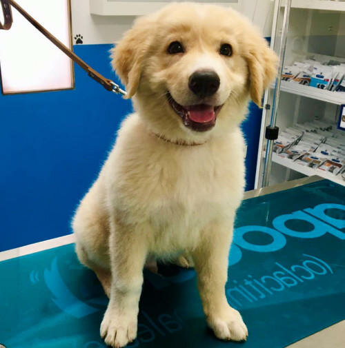 Veteriner klinikleri Ambulatorio Veterinario Bandiera - Usai, Sassari, foto