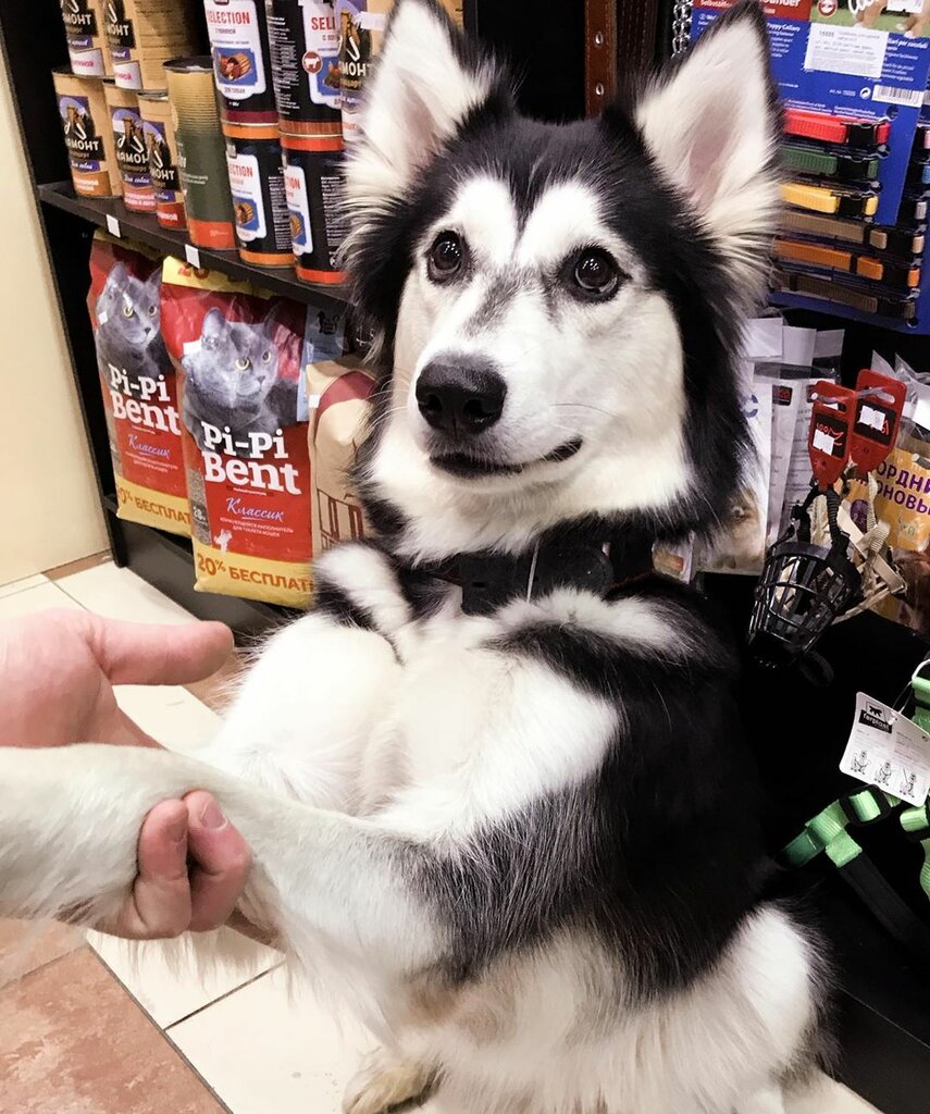 Petshop Cosmodog, Çeliabinsk, foto