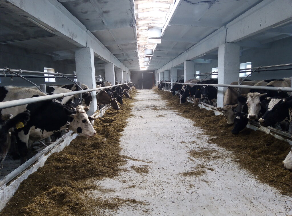 Tarım ürünleri firmaları SKhP Rostok, Magnitogorsk, foto