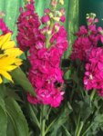 Sharan Flowers (Rome, Via Uganda), tarım makineleri, ekipmanlar  Roma'dan