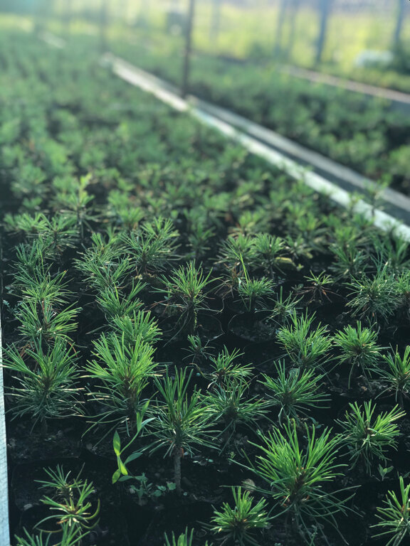 Fidan yetiştiriciliği Кедровый питомник, Moskova ve Moskovskaya oblastı, foto