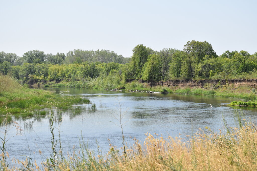 Doğa Донской дубняк, Orenburgskaya oblastı, foto