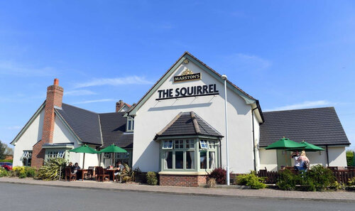 Bar Squirrel, İngiltere, foto