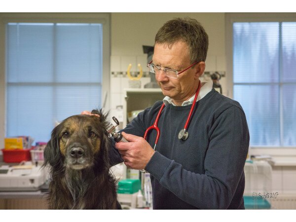 Veteriner klinikleri Dr. Jens Wagneder, Aşağı Avusturya, foto