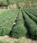 Bioagricola Bosco (Sicily, Agrigento, Favara, Via Salvatore Aldisio, 22), tarım ürünleri firmaları  Sicilya'dan