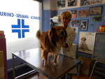Ambulatorio Veterinari Sgarzi (Via San Michele No:32, Canegrate, Parabiago), veteriner klinikleri  Lombardiya'dan