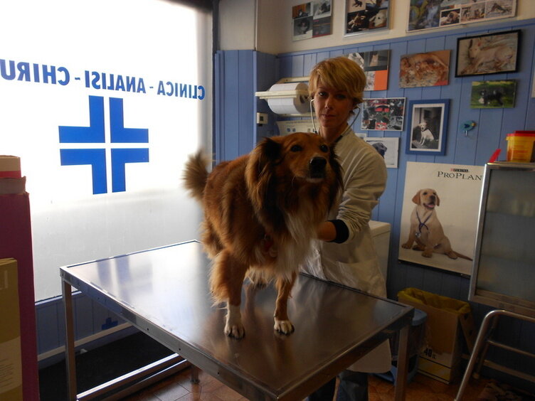 Veteriner klinikleri Ambulatorio Veterinari Sgarzi, Lombardiya, foto