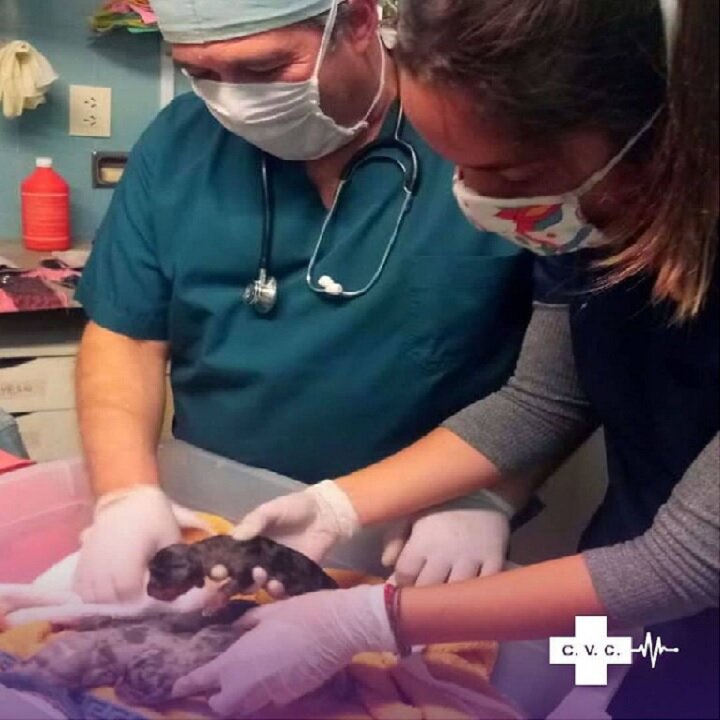 Veteriner klinikleri Clinica Medica Y Quirurgica Veterinaria Dr Caviglia, Buenos Aires, foto