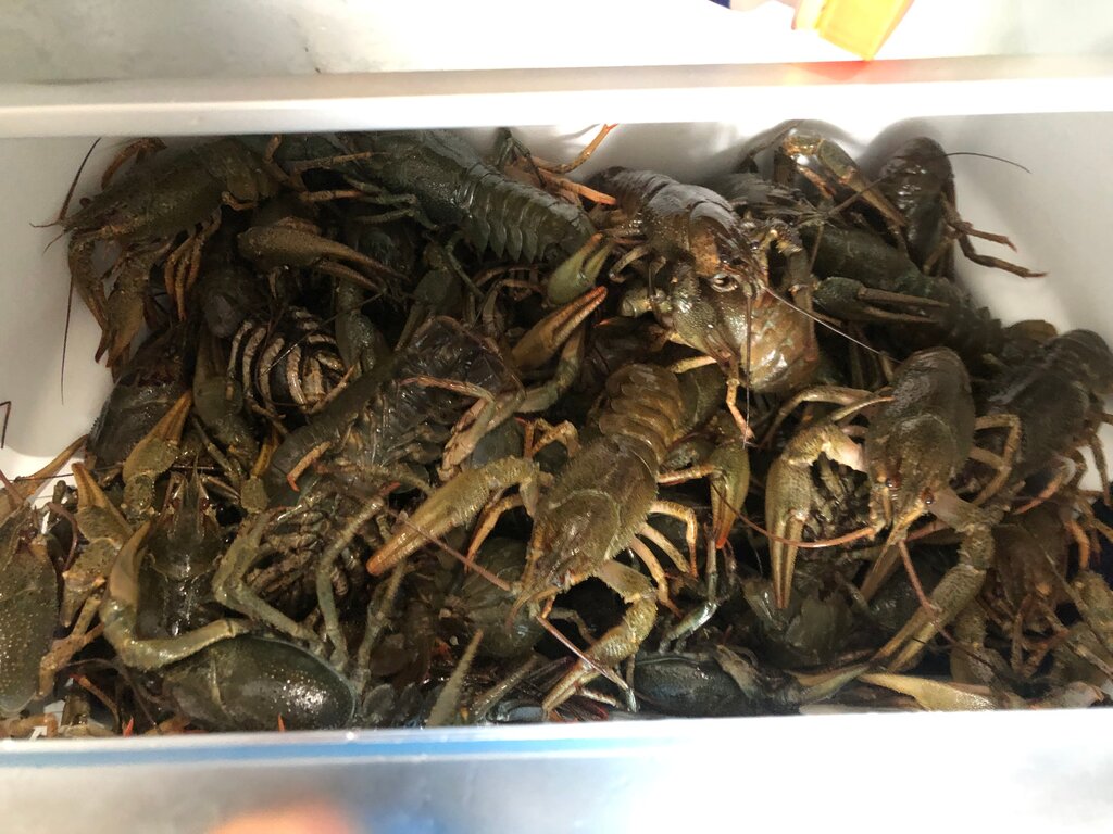 Balık ve deniz ürünleri Crayfish and fish, Moskova, foto
