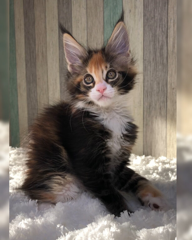 Evcil hayvan yetiştiricileri Togetherninelives Мейн-кун, Konakovo, foto