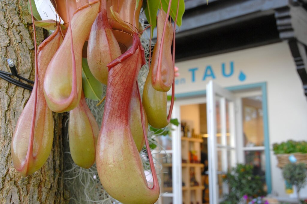 Çiçek teslimatı Blumen Tau Tauber, Tirol, foto