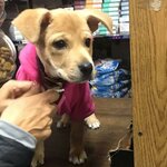Veterinaria Juncal (Buenos Aires, Juncal), veteriner materyalleri ve ekipmanları  Buenos Aires'ten
