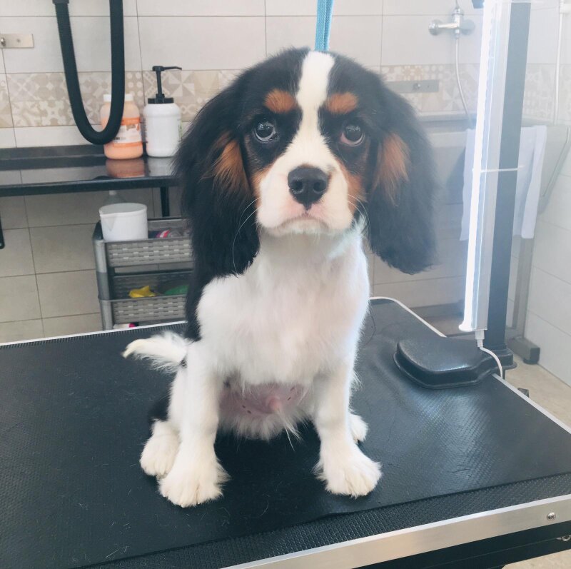 Petshop Grooming Dog Toelettatura, Sicilya, foto