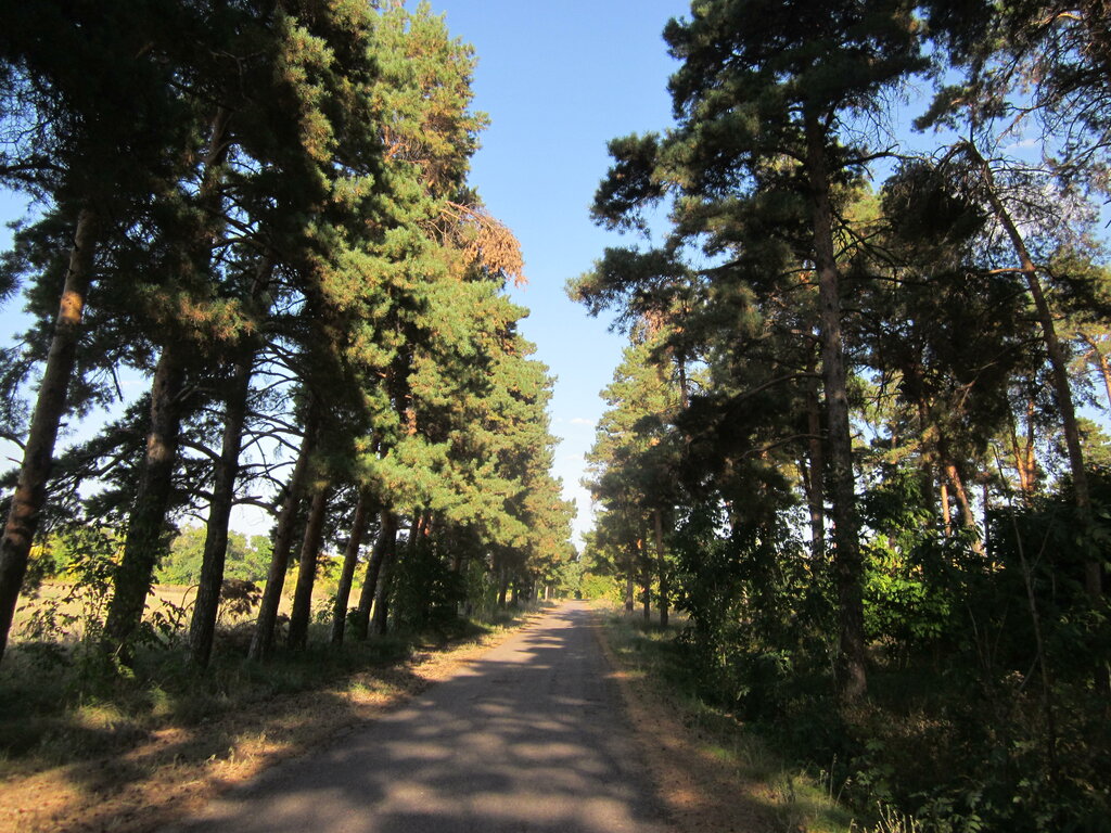 Doğa koruma alanı Калиновский лес, Voronejskaya oblastı, foto