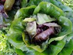 Azienda Agricola Il Casale Verde di Boschi Francesca (Emilia-Romagna, Parma, Via Casale, 11), sera ve bahçe ürünleri  Emilia‑Romagna'dan