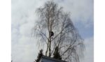 Baumpflege mit Seilklettertechnik Sebastian Körber (Brandenburg, Märkisch-Oderland, Fredersdorf-Vogelsdorf), peyzaj tasarımı  Brandenburg'dan
