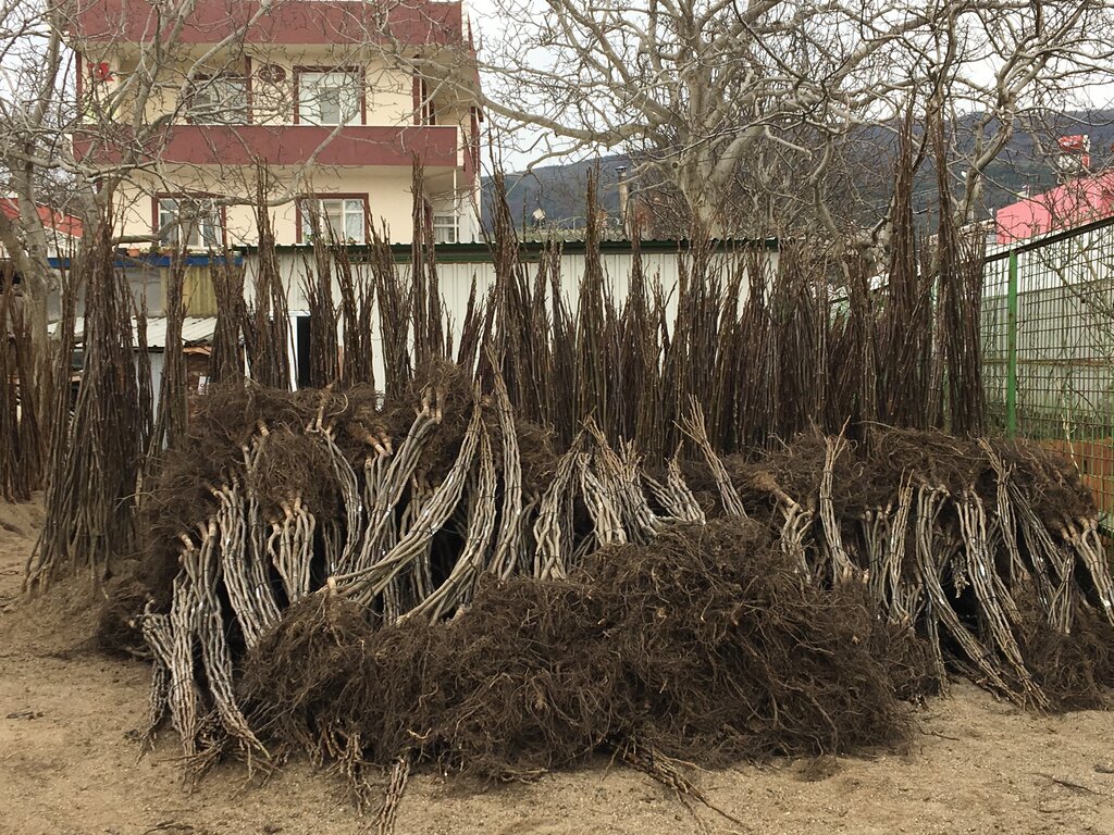 Sera ve bahçe ürünleri Can Fidancılık, Bandırma, foto