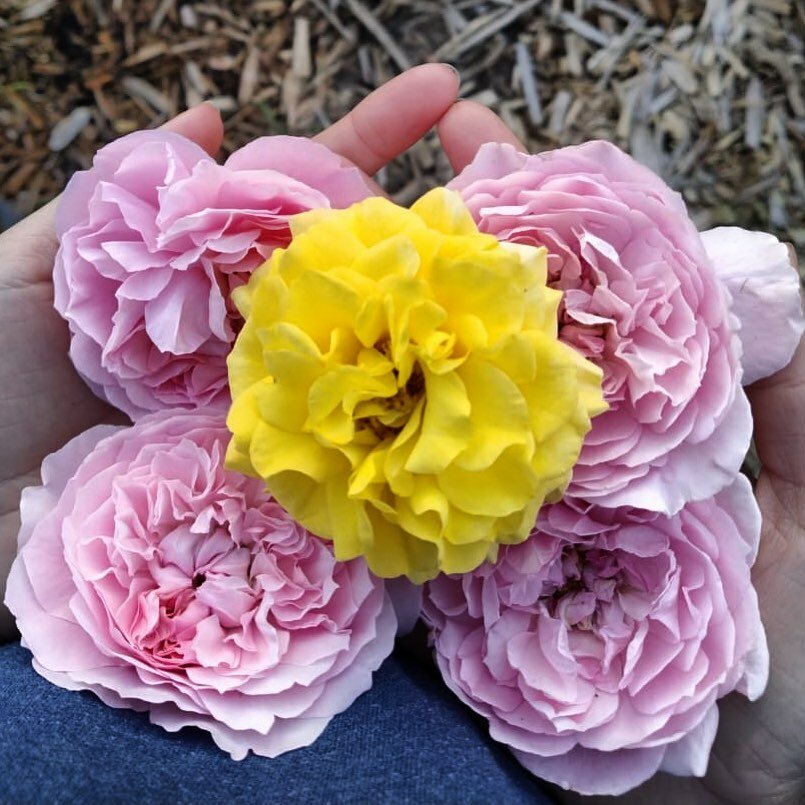 Fidan yetiştiriciliği GardenKlad, Kalujskaya oblastı, foto