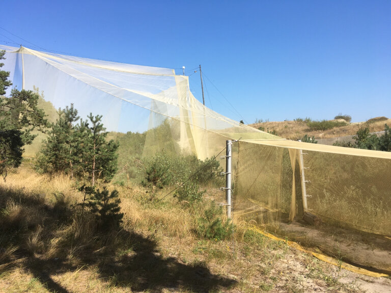 Bilim araştırma enstitüsü Fringilla Field Station, Rybachy Biological Station, Zoological Institute, Russian Academy of Sciences, Kaliningradskaya oblastı, foto