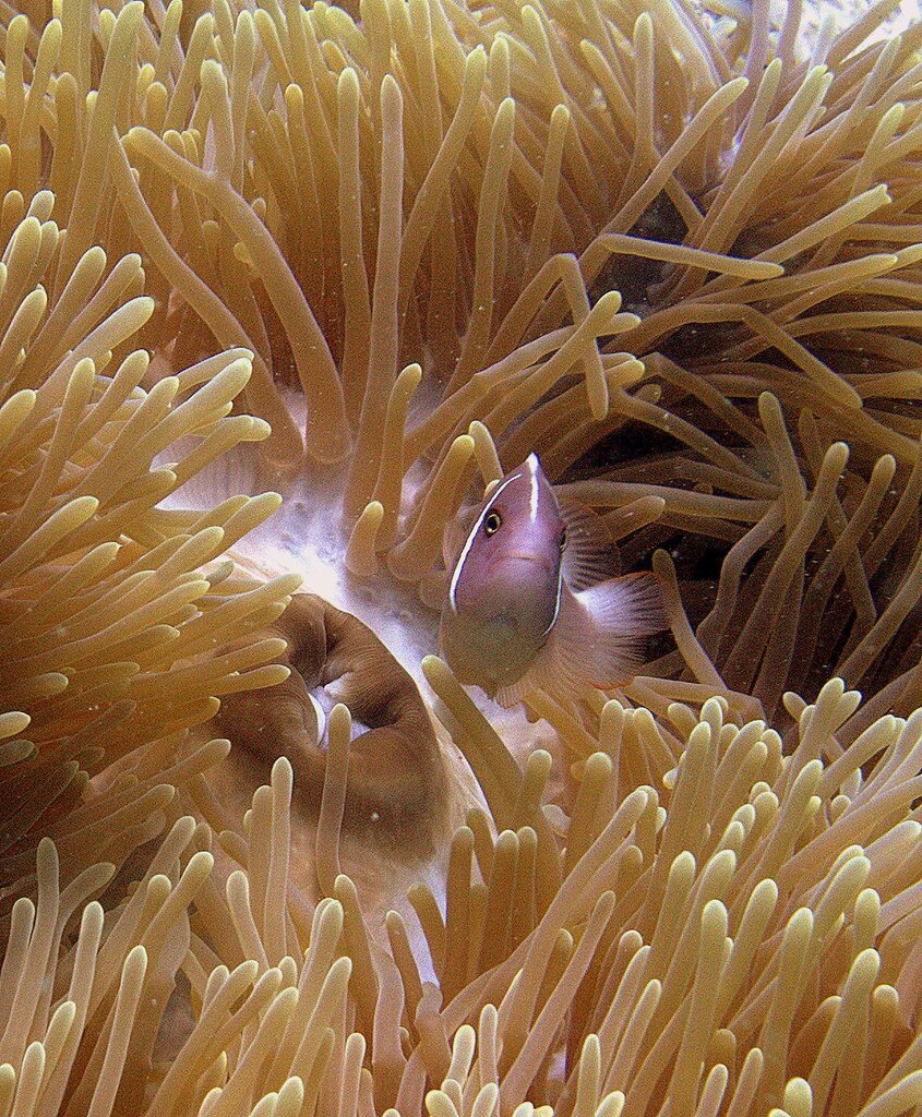 Dalış kulüpleri ve eğitim merkezleri Diving in Nha Trang Cute Cuttle, Nha Trang, foto