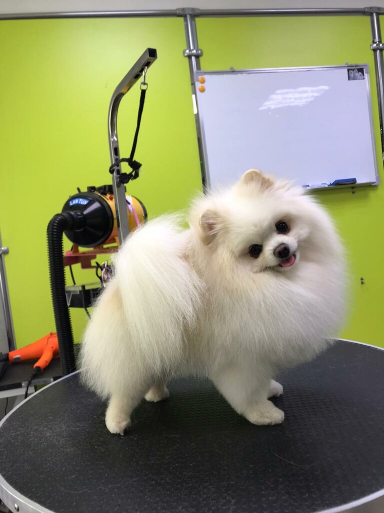 Evcil hayvan kuaförleri Zoosalon Dendi Dog, Habarovsk, foto