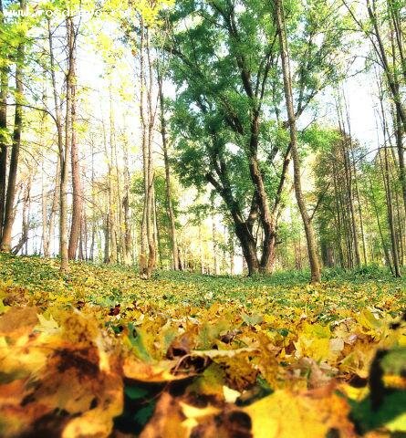 Turistik yerler Клен сахаристый, Smolenskaya oblastı, foto