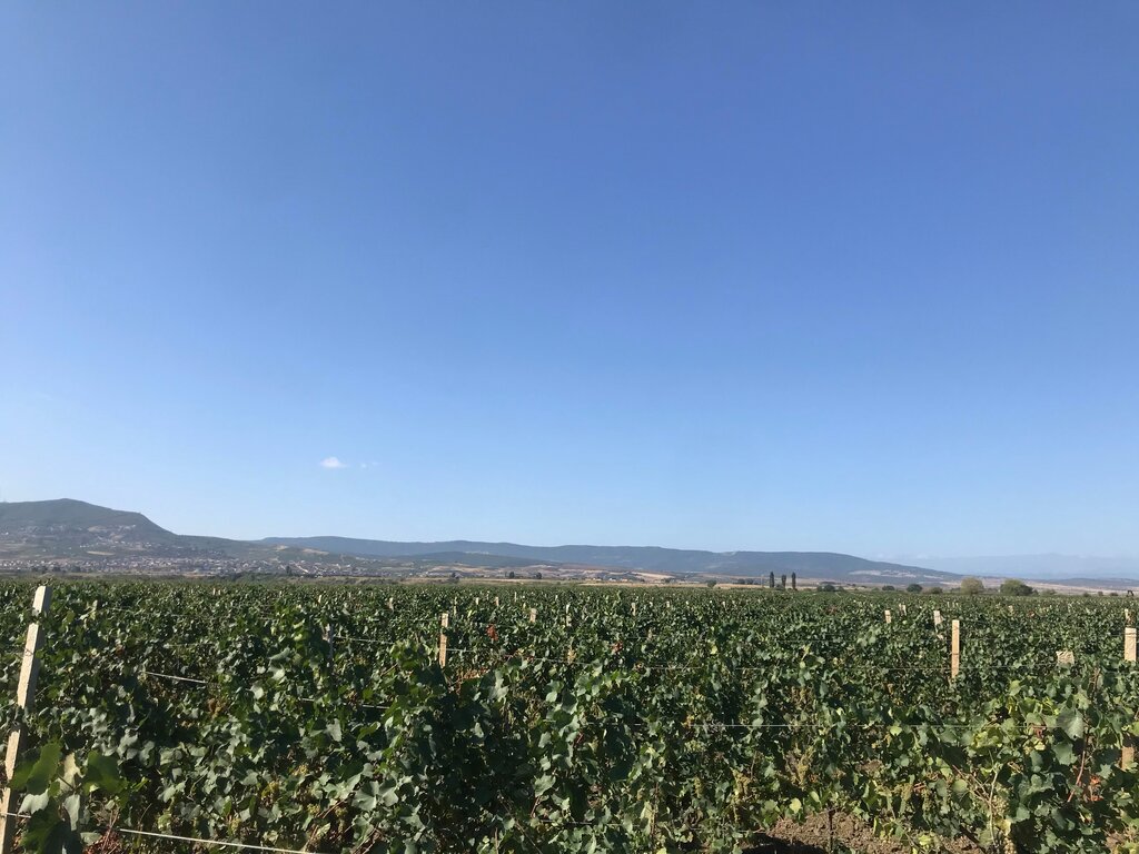 Tarım ürünleri firmaları Виноградник, Derbent, foto