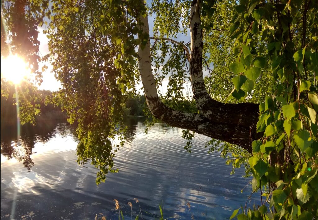 Bahçecilik dernekleri ve kuruluşları Чистые Пруды, Moskova ve Moskovskaya oblastı, foto