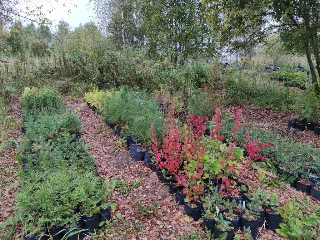 Fidan yetiştiriciliği Nursery-Garden Rodniki, Kalujskaya oblastı, foto