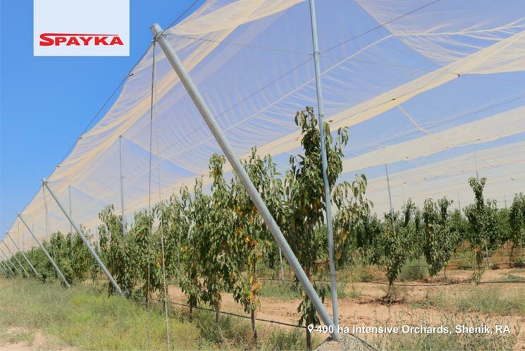 Tarım firmaları Spayka - Intensive Orchards, Shenik, Armavir, foto