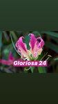 Gloriosa24 (No:39к1, 1-y mikrorayon), çiçekçiler  Moskovski'den