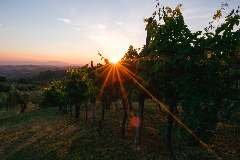 Şarap ve içki toptan satışları Cantina Sociale Vini dei Colli Sabini, Lazio, foto