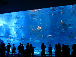 Akvaryumlar Churaumi Aquarium, , foto