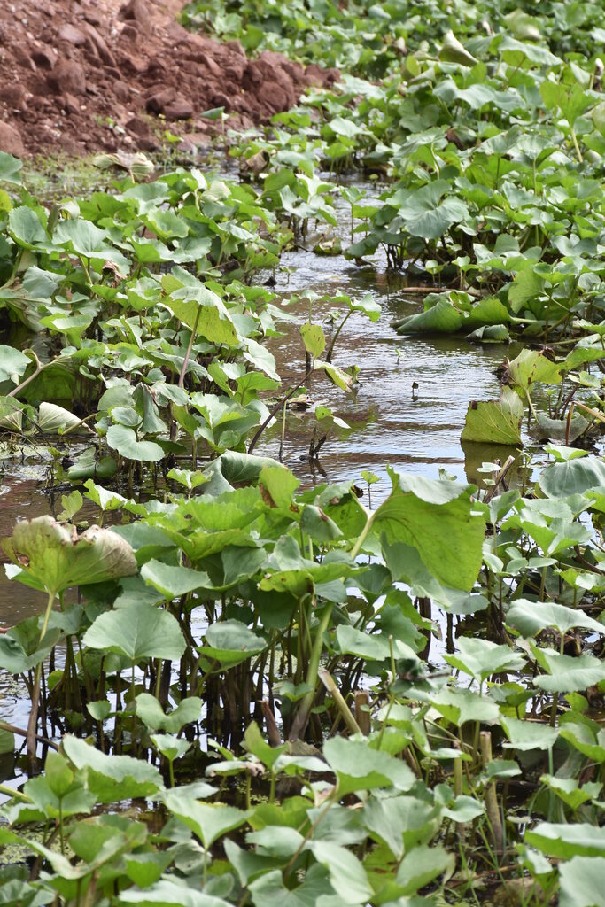 Doğa Николаевские утесы, Orenburgskaya oblastı, foto