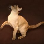 SilkPanther (ulitsa Vostretsova No:2, Vladivostok), evcil hayvan yetiştiricileri  Vladivostok'tan