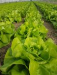 Azienda Agricola Piana Moris (Emilia-Romagna, Bologna, Via della Fornace, 2), tarım ürünleri firmaları  Emilia‑Romagna'dan