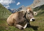 Azienda Agricola Destefanis Claudio (Piedmont, Provincia di Biella, Via Spolina, 77), toptan et ürünleri  Piyemonte'den