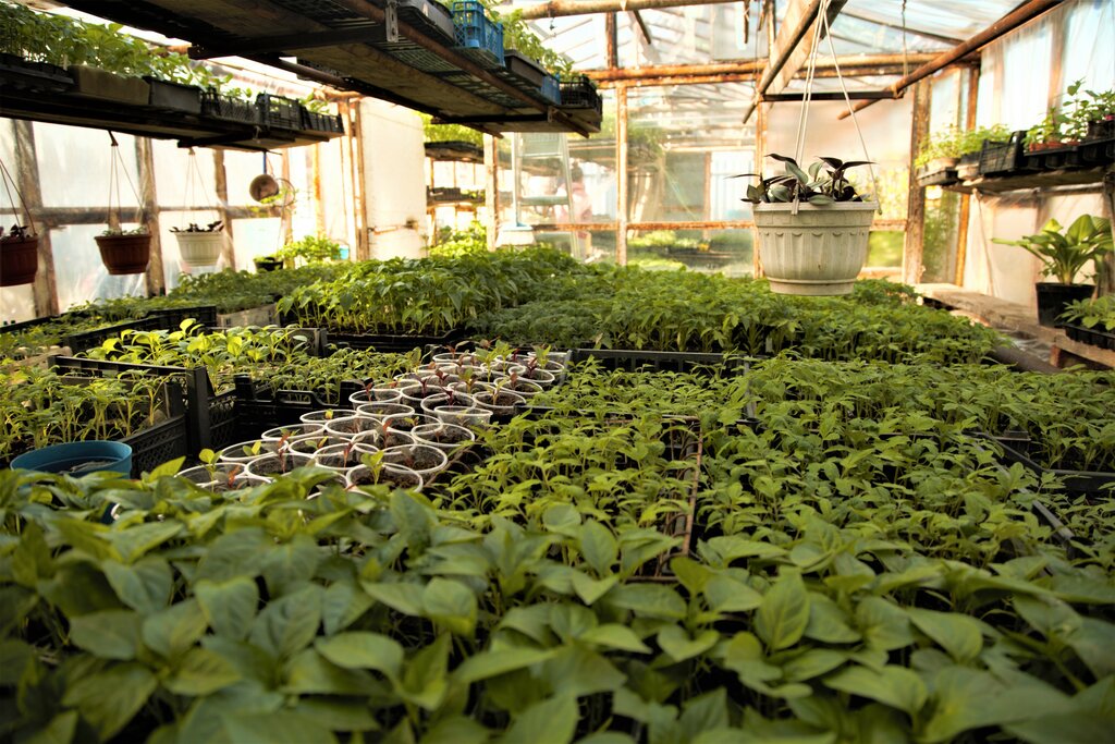 Seracılık Сад и огород, Moskova ve Moskovskaya oblastı, foto