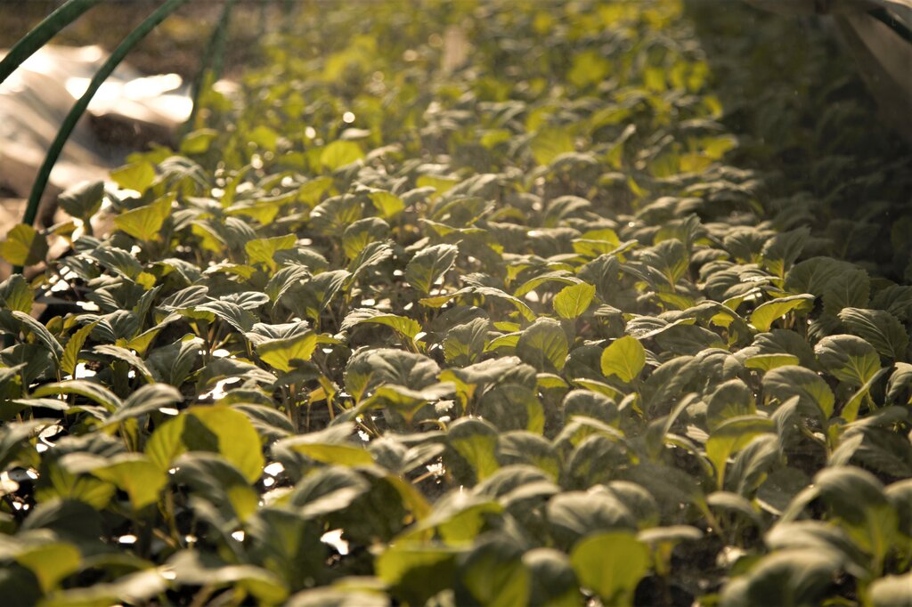 Seracılık Сад и огород, Moskova ve Moskovskaya oblastı, foto