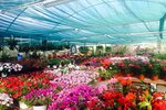 Vivaio Taroni specializzato in rose antiche e moderne (Rome), seracılık  Lazio'dan