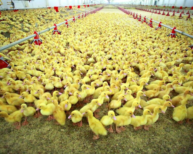 Kanatlı hayvan ürünleri ve yumurta Pavlovskaya chicken, Kovrov, foto